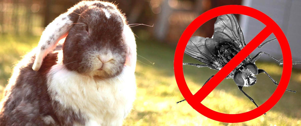 Fly Strike: What is it? - Pet n Pony