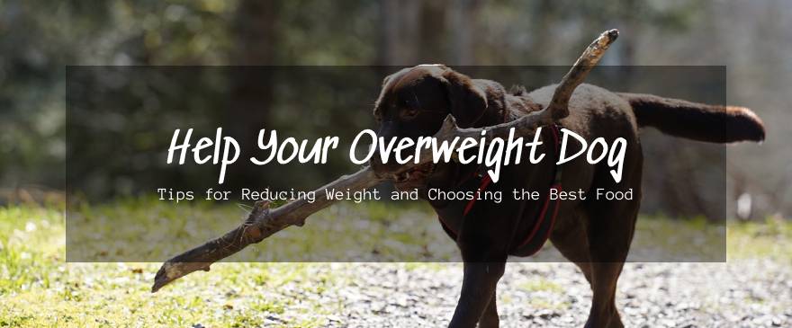 Help Your Overweight Dog: Tips for Weight Reduction & Best Food Choices ...